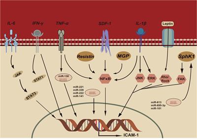 Frontiers | Roles of intercellular cell adhesion molecule-1 (ICAM-1) in colorectal cancer ...